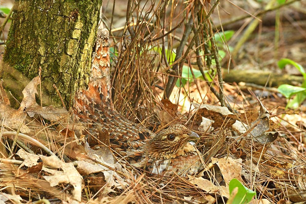 13 Birds That Lay Their Nests On The Ground (With Pictures) - Optics Mag