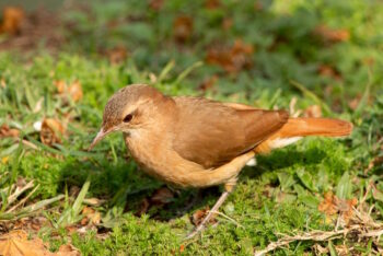 12 Birds That Make Mud Nests (With Pictures) - Optics Mag