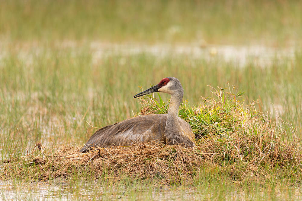 13 Birds That Lay Their Nests On The Ground (With Pictures) - Optics Mag