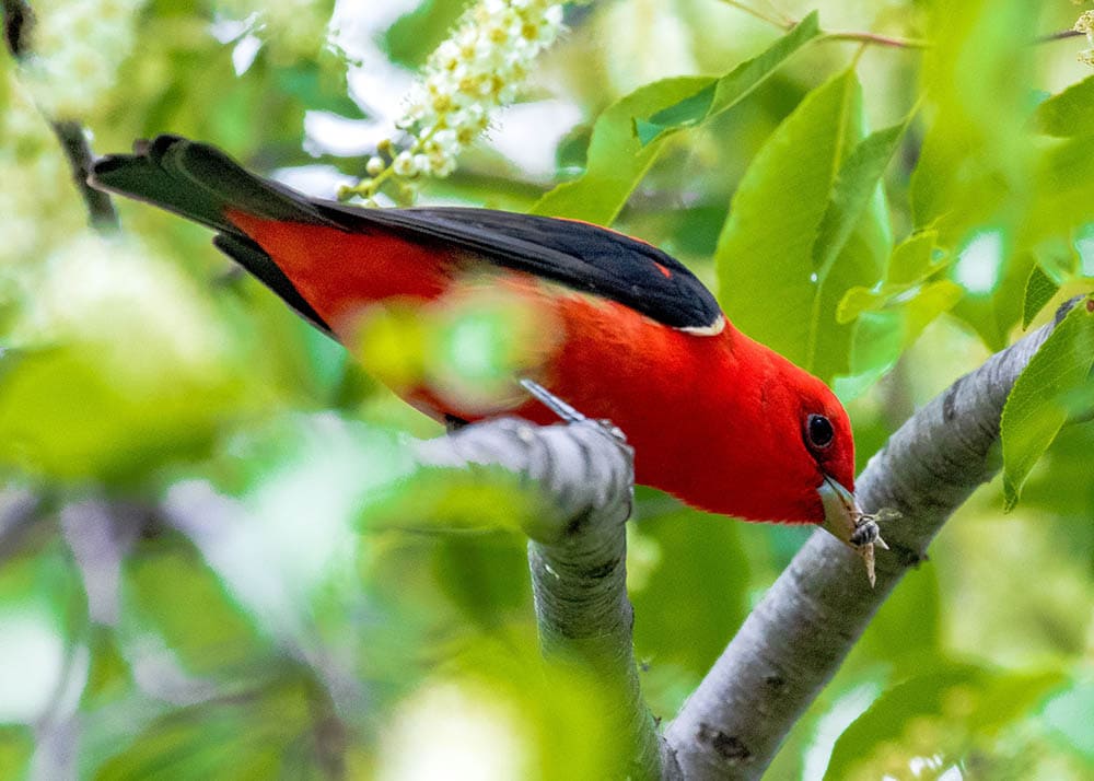 Do Birds Eat Bees? What You Need to Know! - Optics Mag