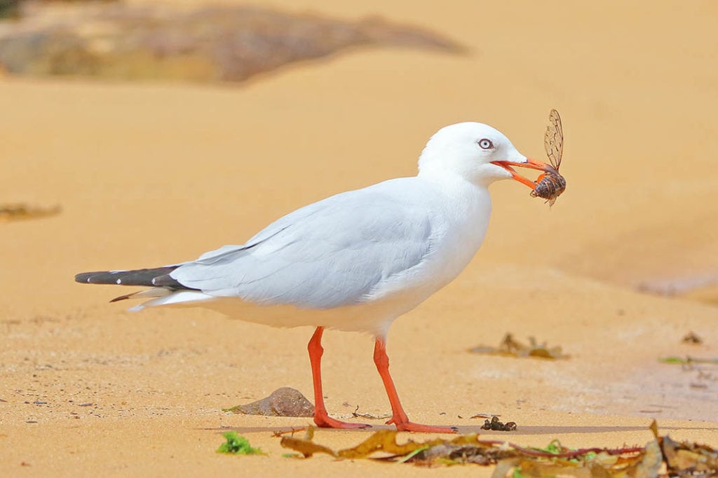 Do Birds Eat Cicadas? What You Need To Know! - Optics Mag