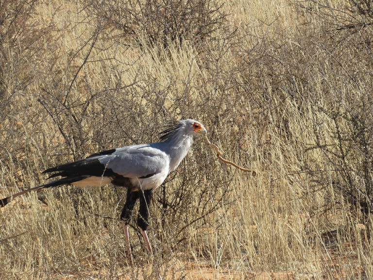 16 Birds That Eat Snakes (With Pictures) - Optics Mag