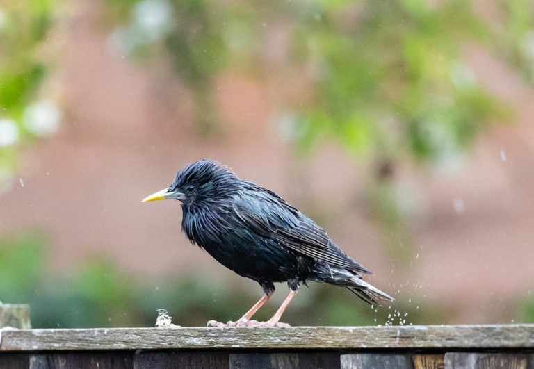 3 Types of Starlings (With Pictures) - Optics Mag
