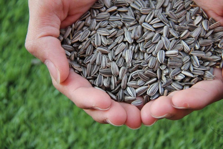 What Do Juncos Eat? 6 Typical Foods - Optics Mag