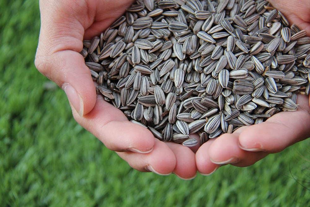 7 Best Types of Bird Seeds: Which Seeds Do Birds Prefer? - Optics Mag