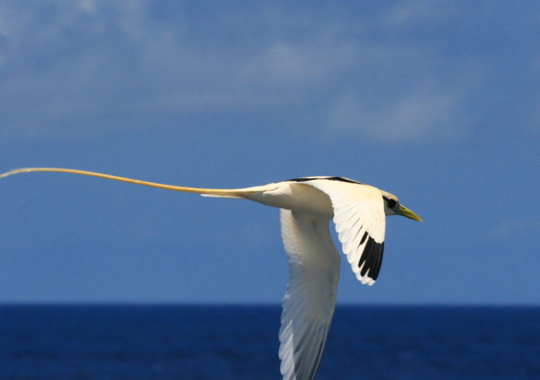 10 Types of Seabirds: An Overview (with Pictures) - Optics Mag