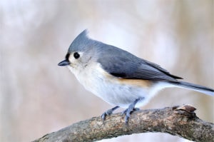 Male vs Female Tufted Titmouse: How To Tell The Difference? (With ...