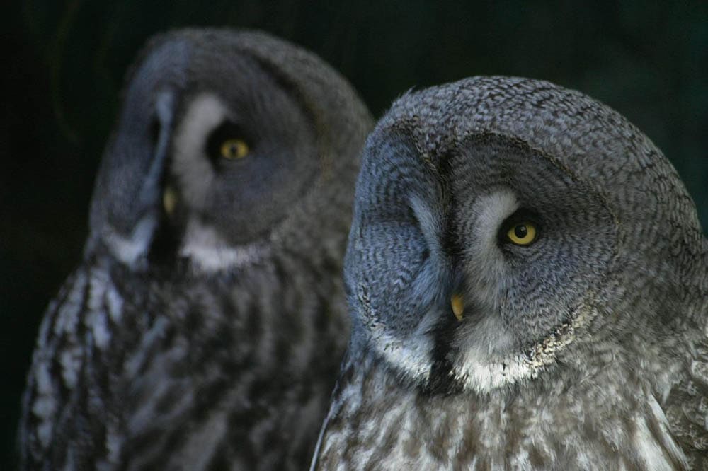 Do Birds Fly At Night? What You Need To Know - Optics Mag