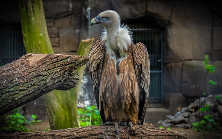 Do All Birds Have Feathers? Why Do They Have Them? - Optics Mag