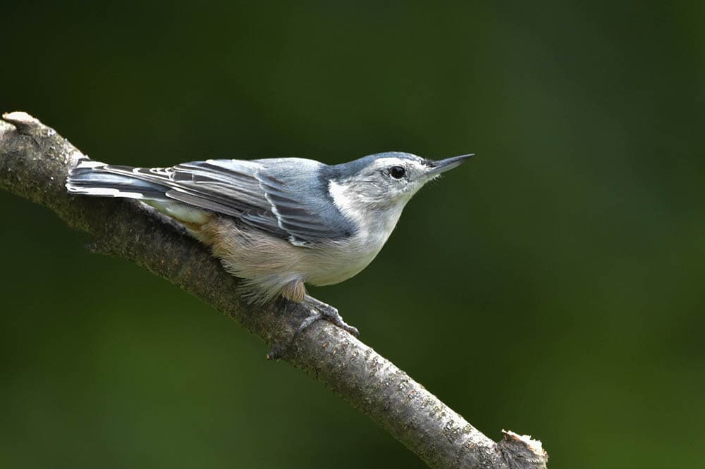 White-Breasted Nuthatch: Field Guide, Pictures, Habitat & Info - Optics Mag