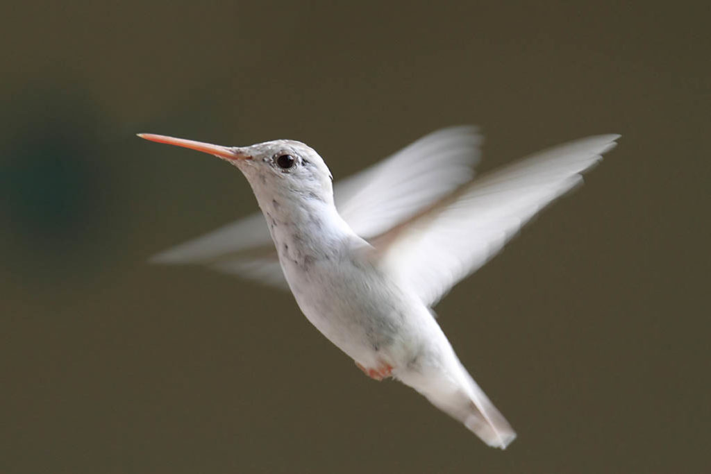 8 Naturally Occurring Hummingbird Colors: An Overview (with Pictures ...