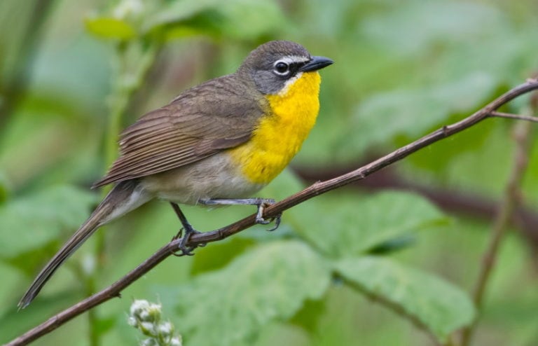 Can Birds See Color? Are They Colorblind? - Optics Mag