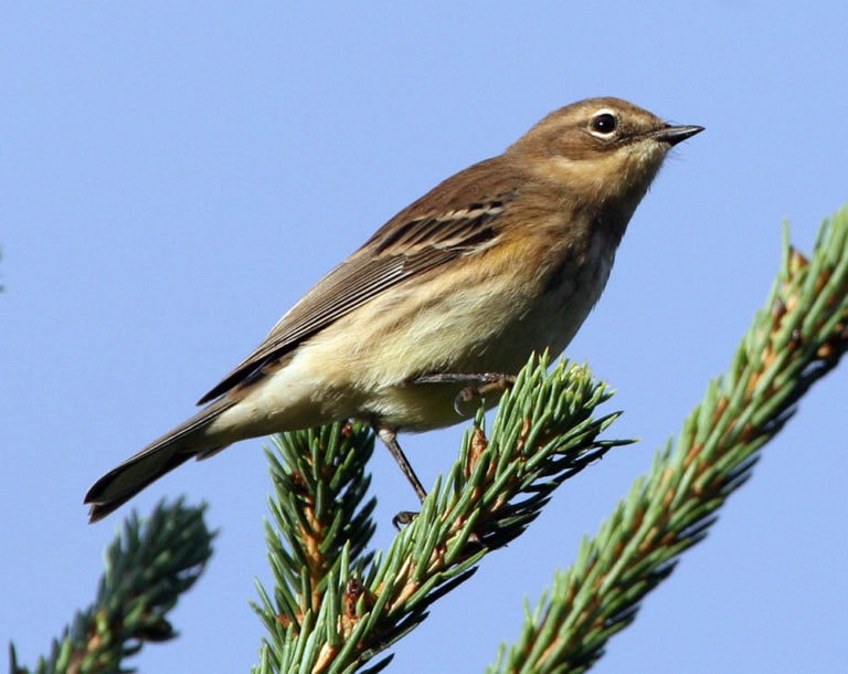 28 Common Backyard Birds in Florida (with Pictures) - Optics Mag