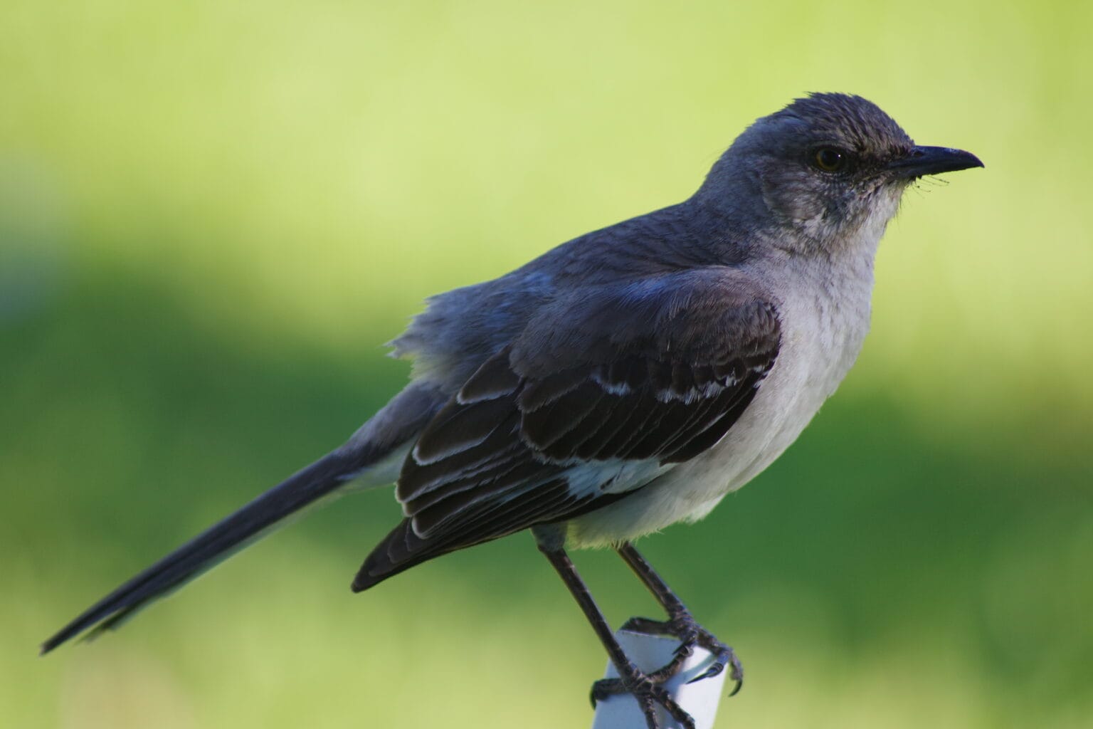 12 Types of Mockingbird Species: An Overview (With Pictures) - Optics Mag