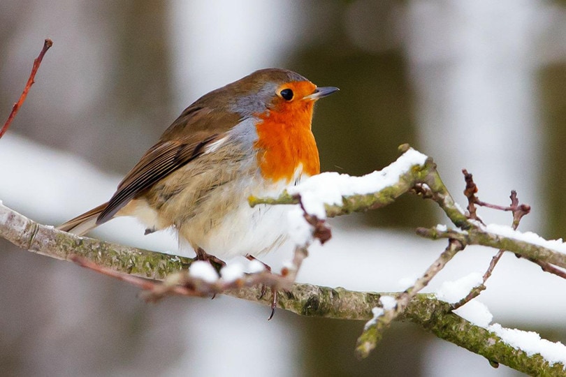 Where Do Birds Go When It Snows? How Do They Survive a Snowstorm ...