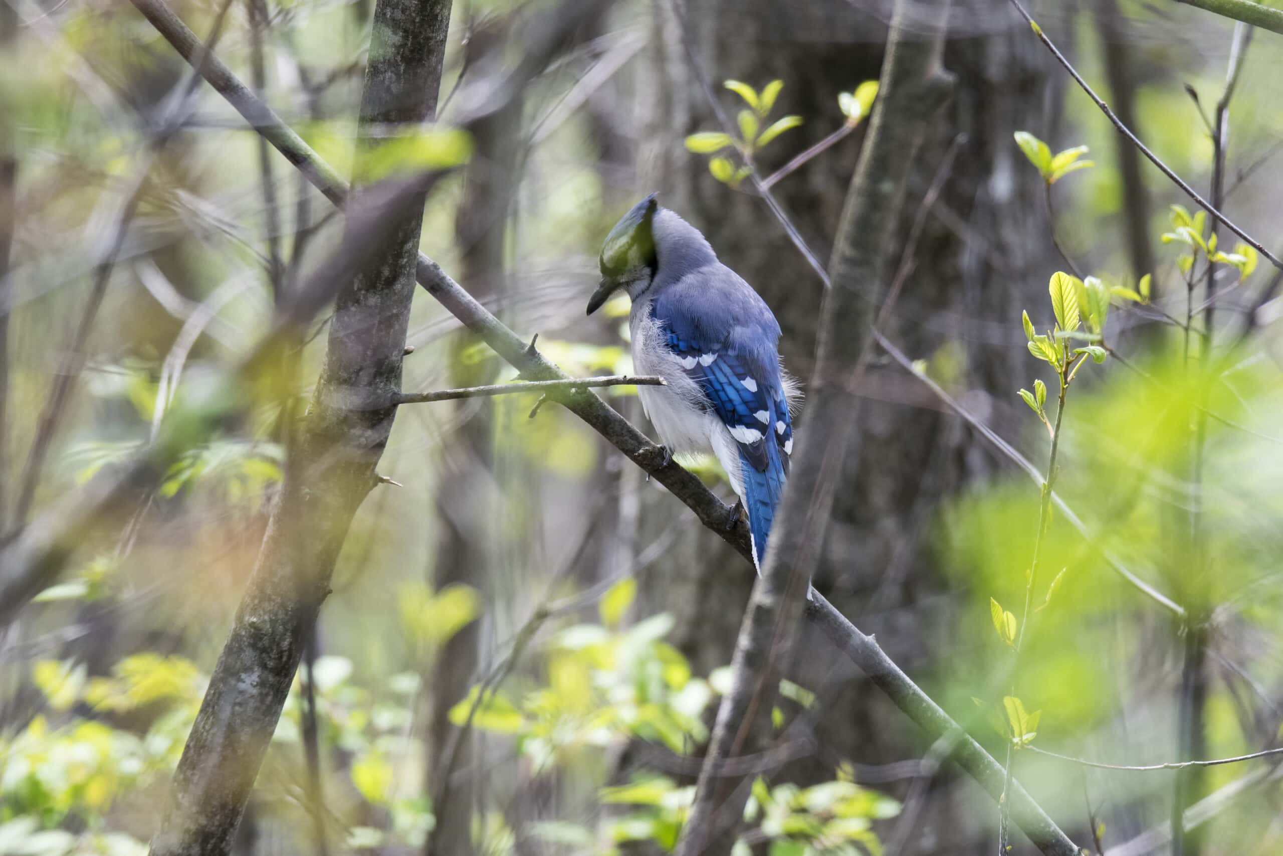12 Types of Mockingbird Species: An Overview (With Pictures) - Optics Mag