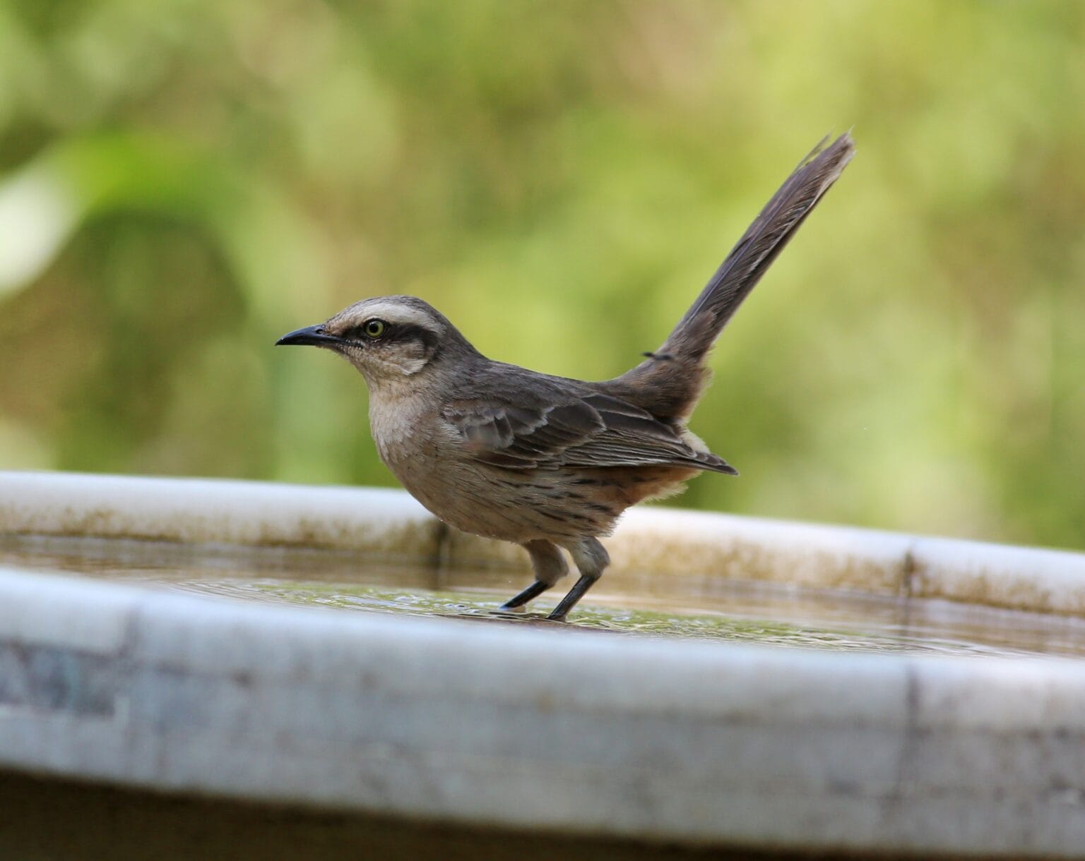 12 Types of Mockingbird Species: An Overview (With Pictures) - Optics Mag