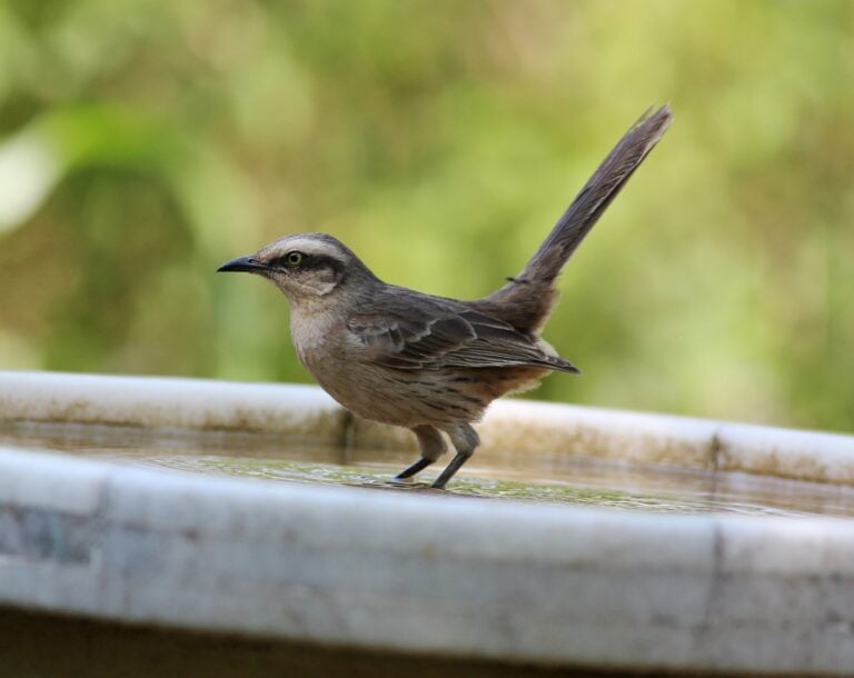 12 Types of Mockingbird Species: An Overview (With Pictures) - Optics Mag
