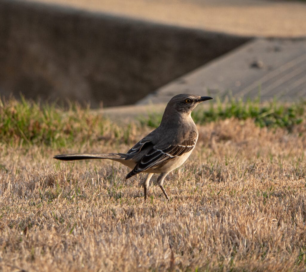 12 Types of Mockingbird Species: An Overview (With Pictures) - Optics Mag