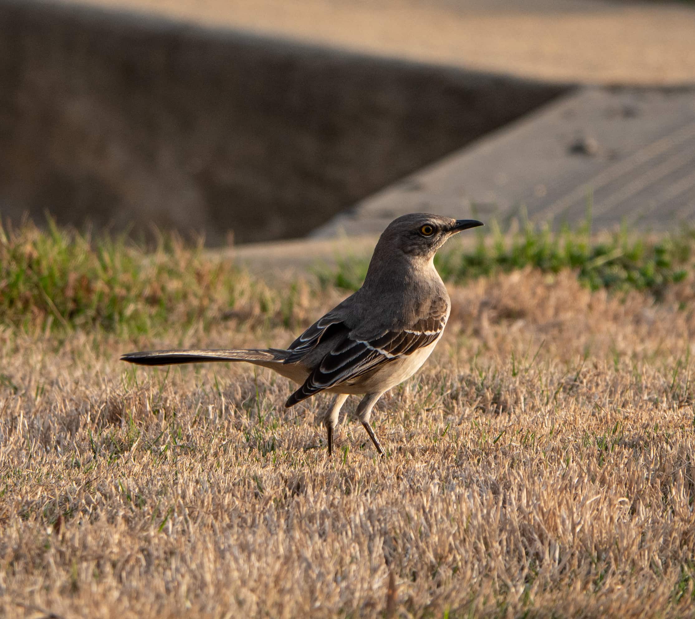 12 Types of Mockingbird Species: An Overview (With Pictures) - Optics Mag