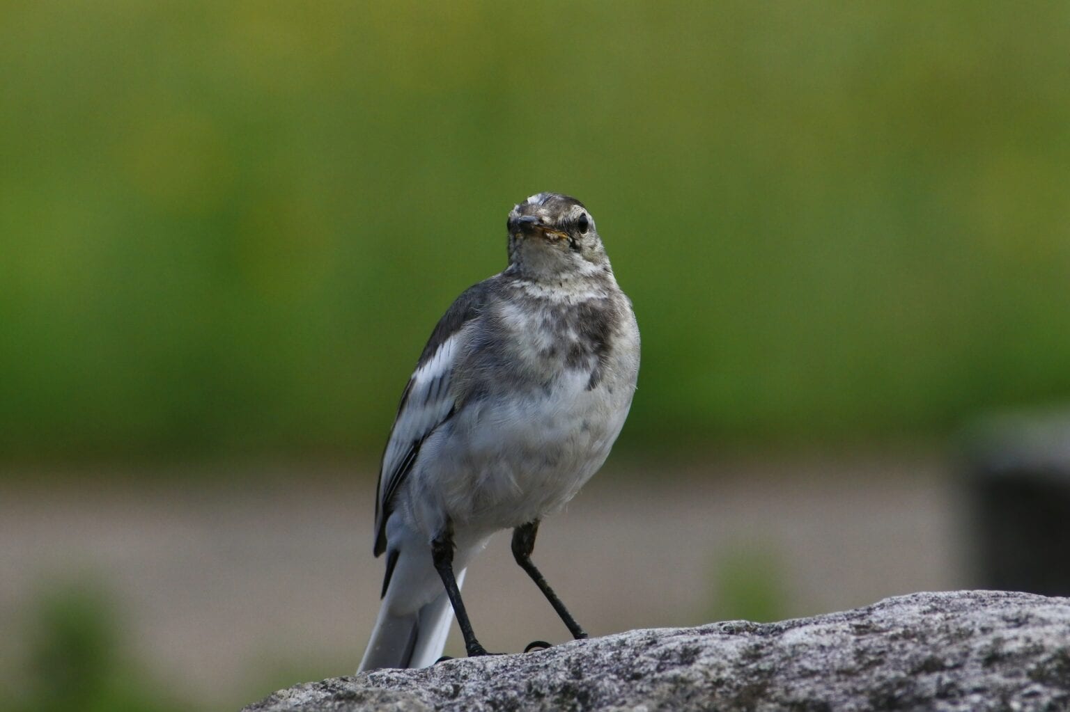 12 Types of Mockingbird Species: An Overview (With Pictures) - Optics Mag