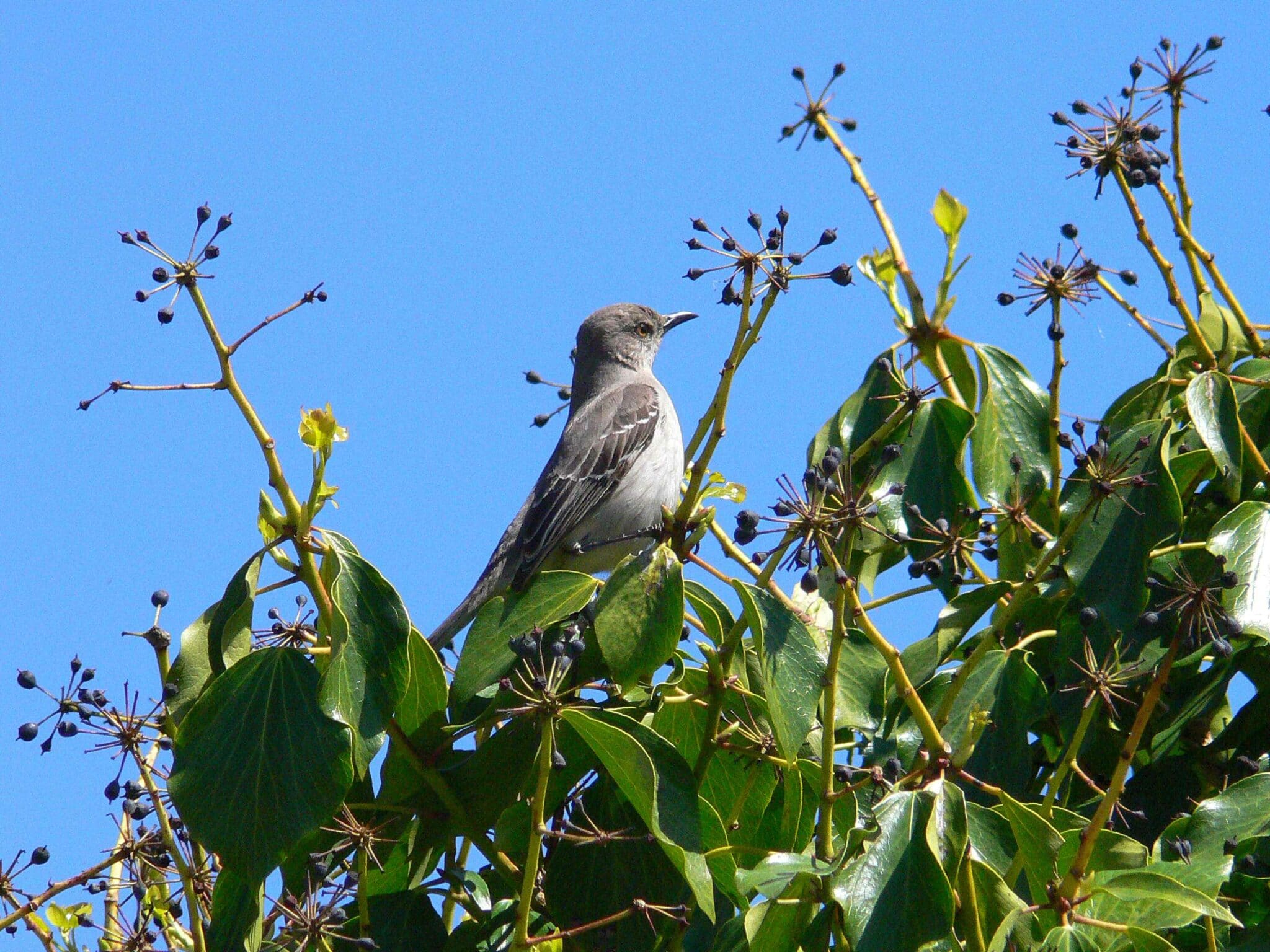 12 Types of Mockingbird Species: An Overview (With Pictures) - Optics Mag