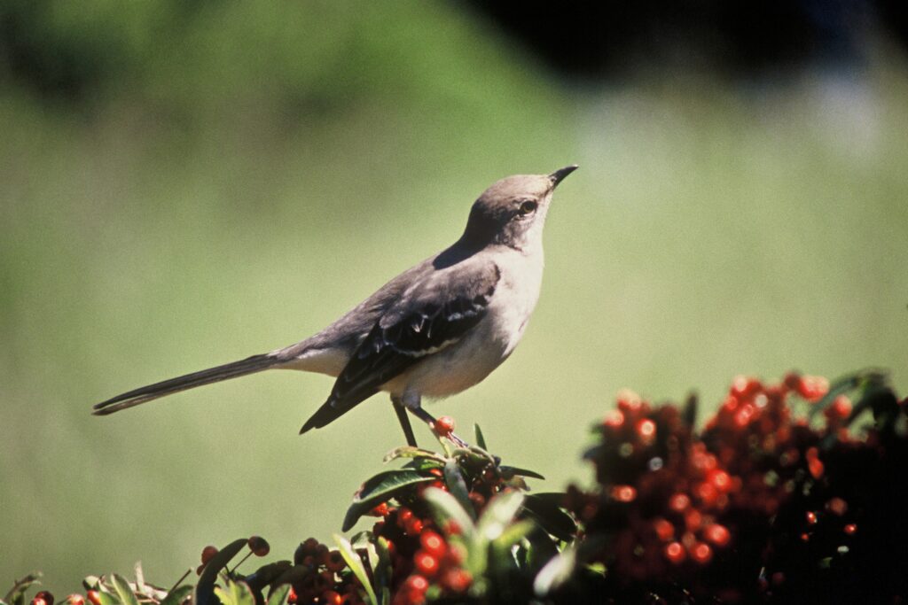 12 Types of Mockingbird Species: An Overview (With Pictures) - Optics Mag