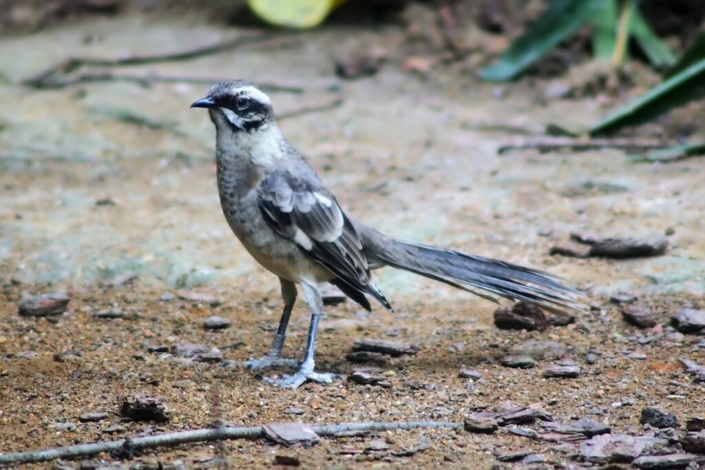12 Types of Mockingbird Species: An Overview (With Pictures) - Optics Mag