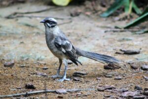 12 Types of Mockingbird Species: An Overview (With Pictures) - Optics Mag