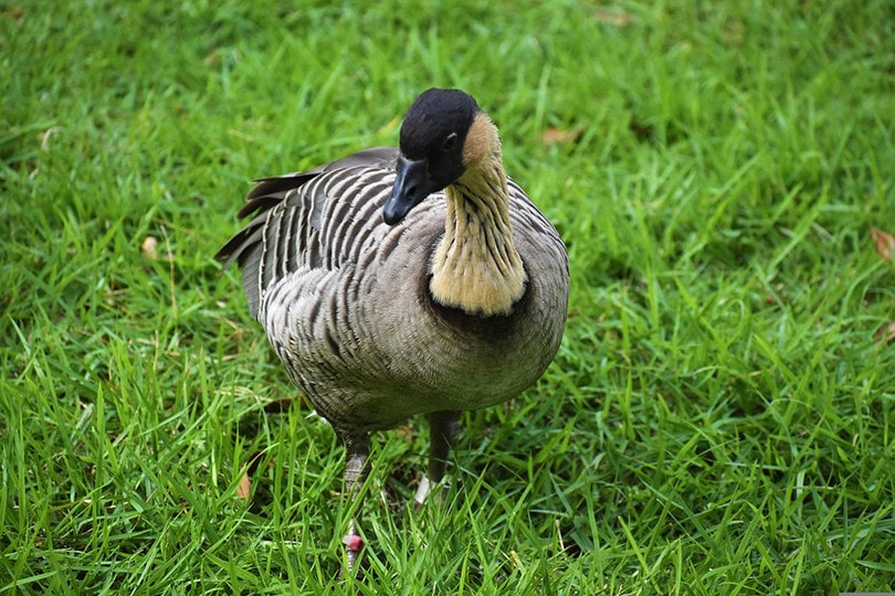 What Is Hawaii’s State Bird? How Was It Decided? - Optics Mag