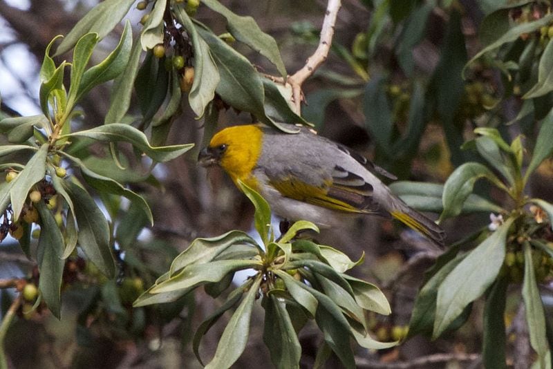 18 Birds with Yellow Heads (With Pictures) - Optics Mag