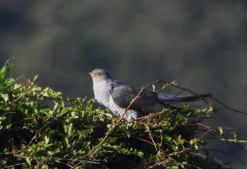 12 Types of Mockingbird Species: An Overview (With Pictures) - Optics Mag