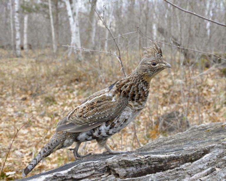 How to Hunt Grouse – 12 Basic Tips & Tricks - Optics Mag