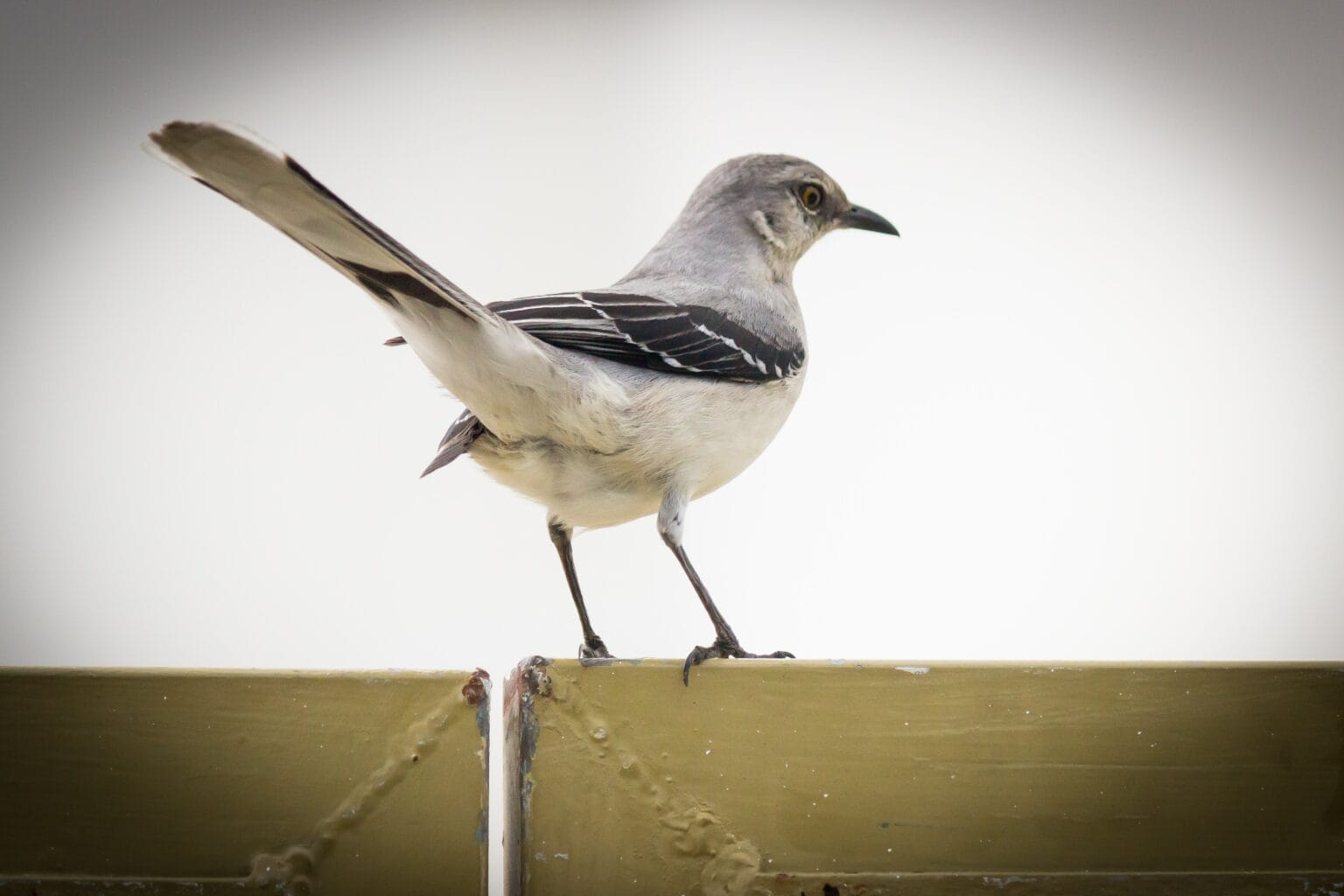 12 Types of Mockingbird Species: An Overview (With Pictures) - Optics Mag