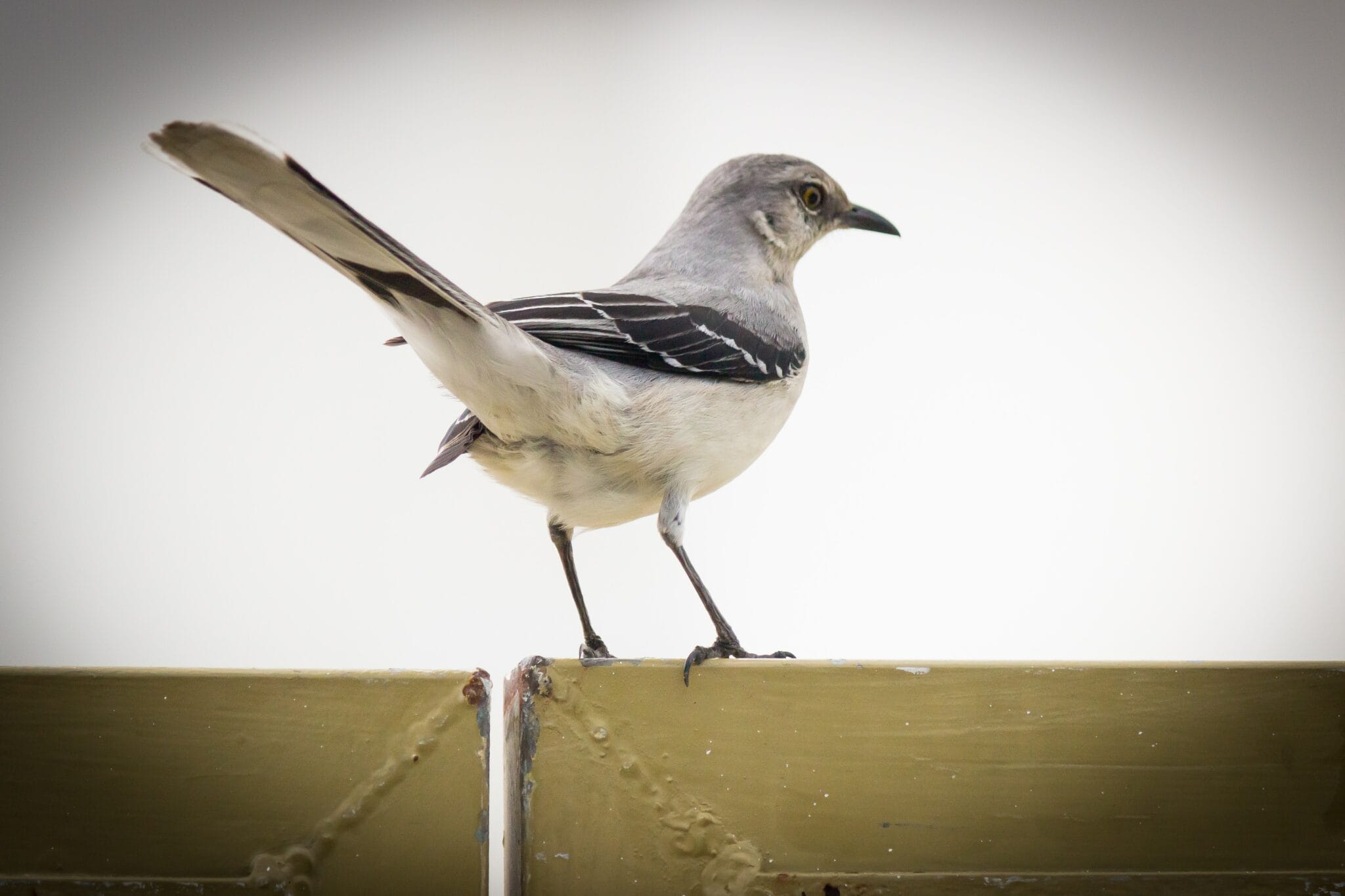 12 Types of Mockingbird Species: An Overview (With Pictures) - Optics Mag