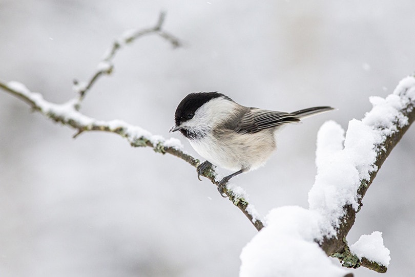 Where Do Birds Go When It Snows? How Do They Survive a Snowstorm ...