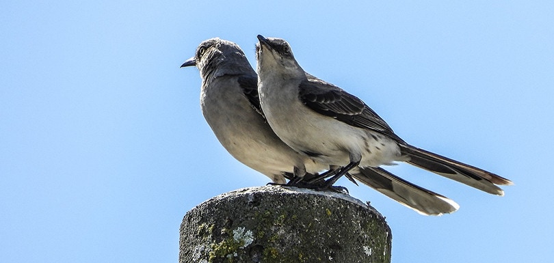 12 Types of Mockingbird Species: An Overview (With Pictures) - Optics Mag
