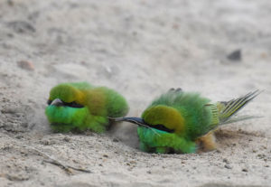 Why Do Birds Take Dust Baths? Do They All Do It? - Optics Mag