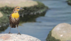 What Is Kansas' State Bird? How Was It Decided? - Optics Mag