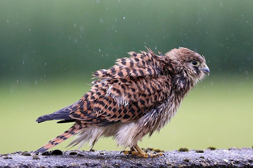 Do Birds Fly In The Rain? The Interesting Answer! - Optics Mag