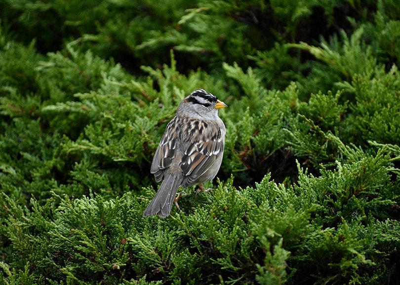 15 Common Types of Sparrows in Missouri (With Pictures) - Optics Mag