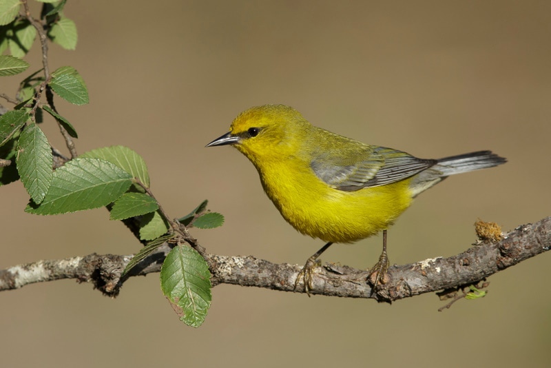 18 Birds with Yellow Heads (With Pictures) - Optics Mag