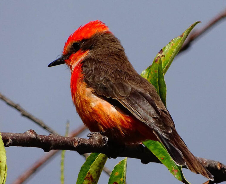 20 Birds With Red Chests (with Pictures) - Optics Mag