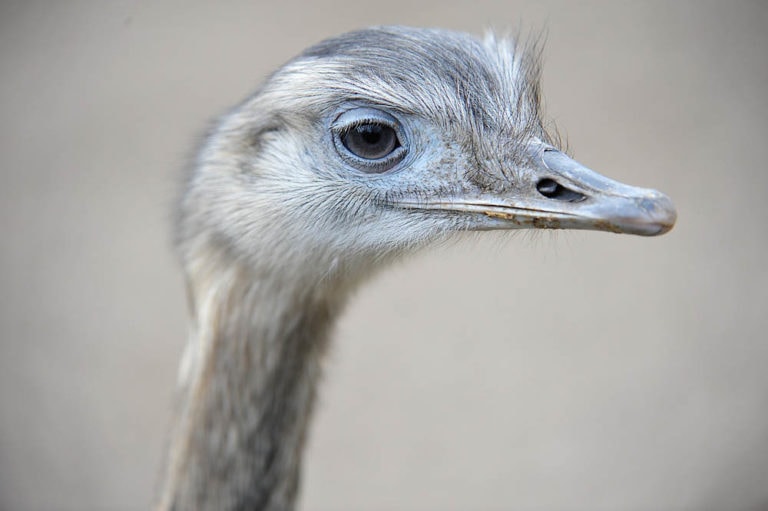 Do Birds Have Eyelids? What You Need To Know! - Optics Mag