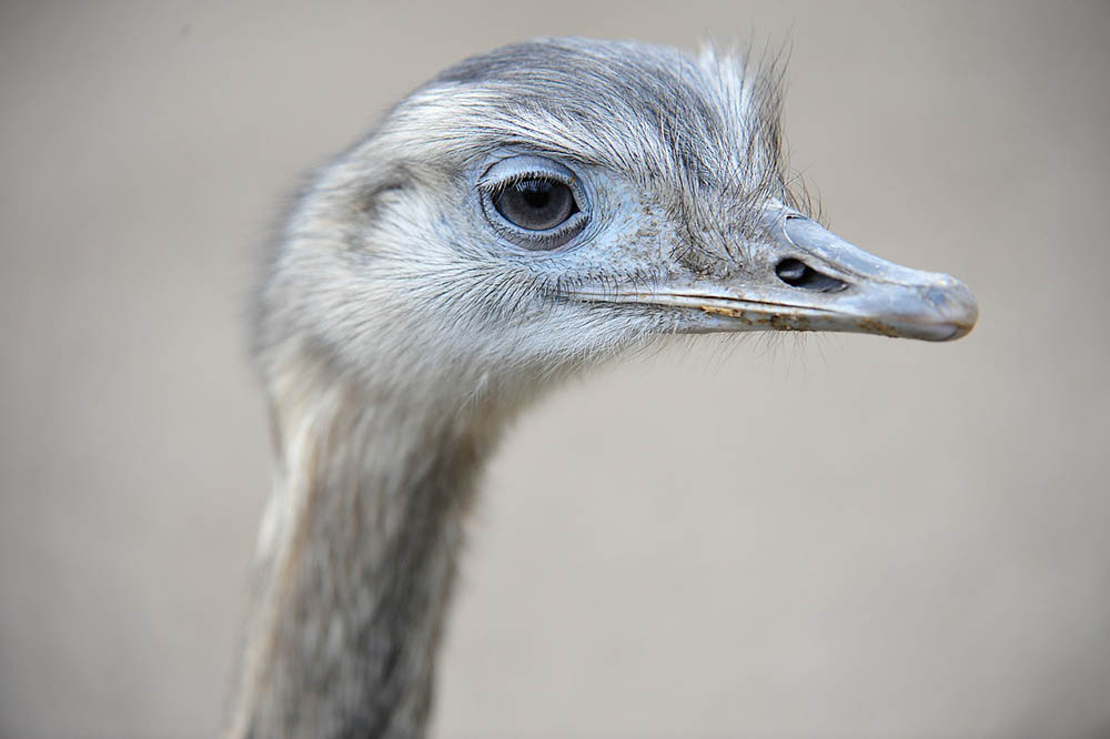 Do Birds Have Eyelids? What You Need To Know! - Optics Mag