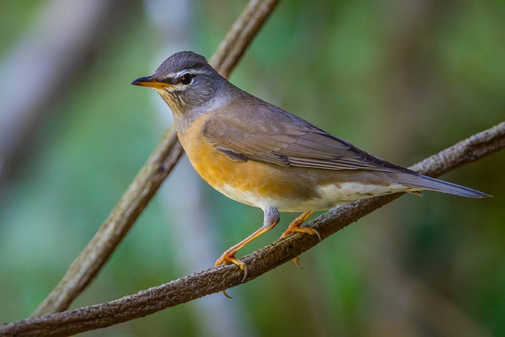 15 Types of Thrush Birds: An Overview (with Pictures) - Optics Mag