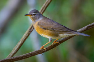 15 Types of Thrush Birds: An Overview (with Pictures) - Optics Mag