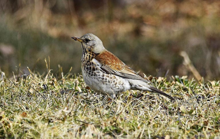 15 Types of Thrush Birds: An Overview (with Pictures) - Optics Mag