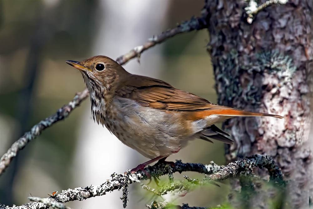 15 Types of Thrush Birds: An Overview (with Pictures) - Optics Mag