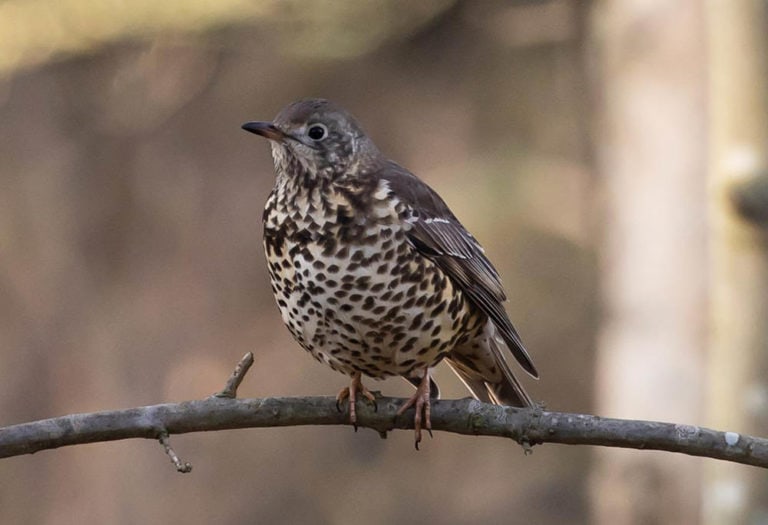 15 Types of Thrush Birds: An Overview (with Pictures) - Optics Mag